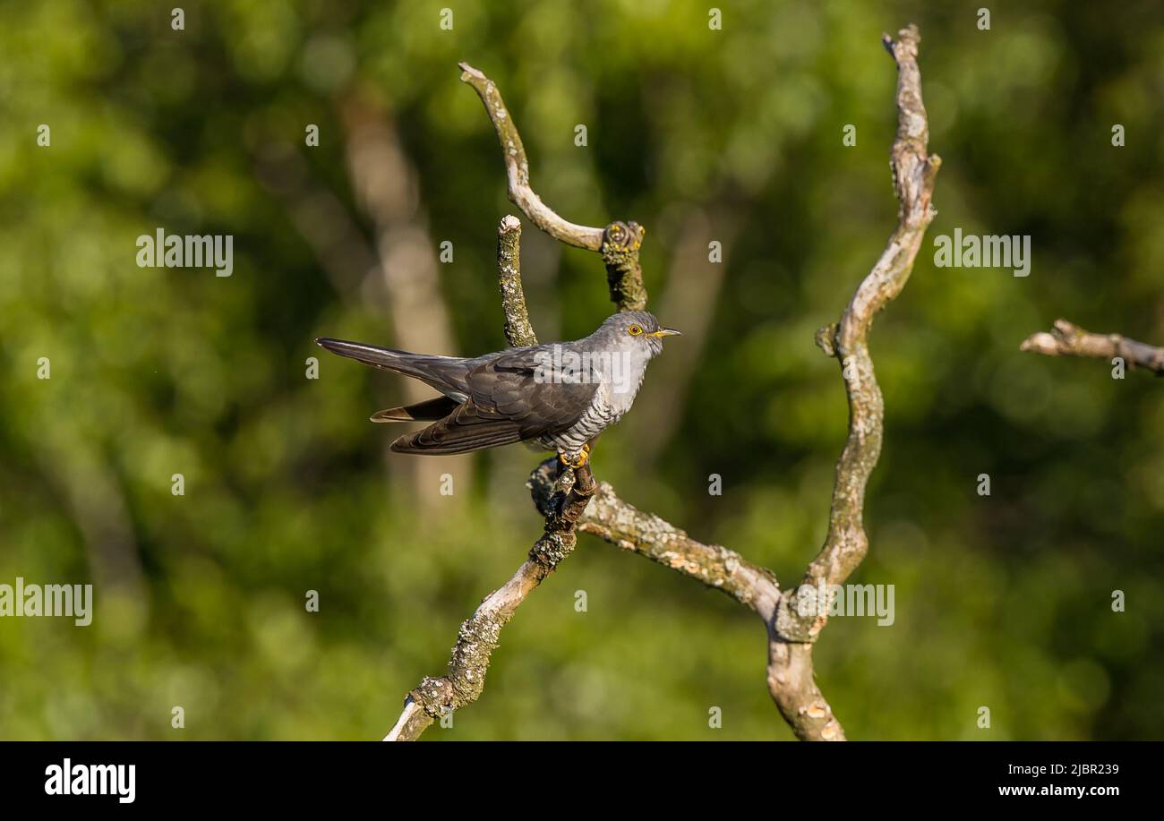 Cuckoo captured on canon r5 hi-res stock photography and images - Alamy