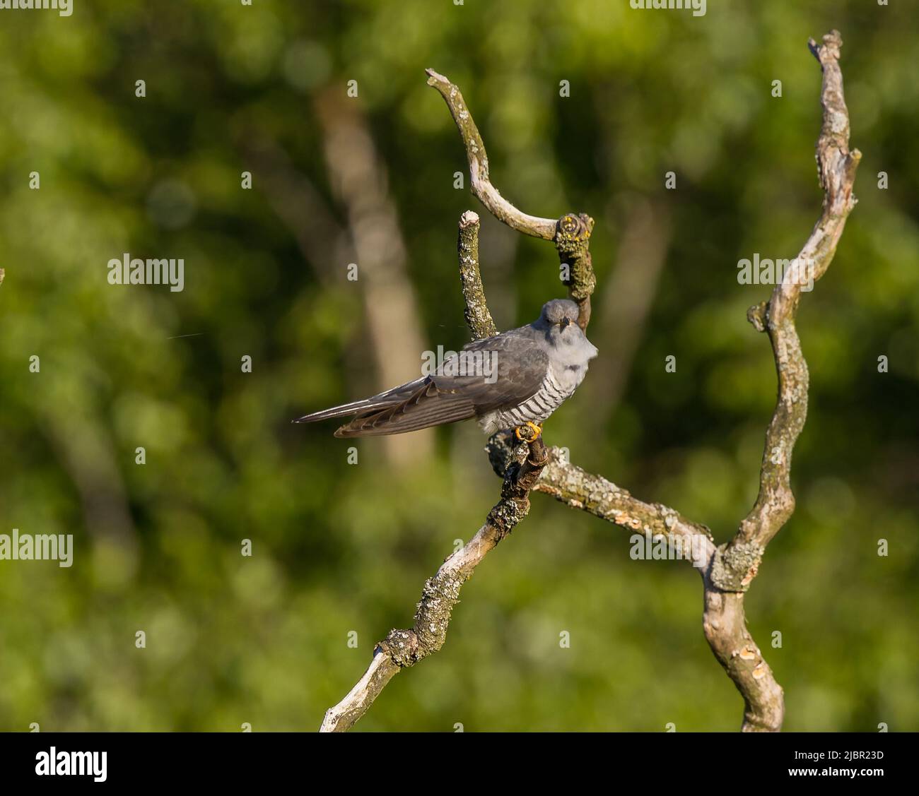 Cuckoo captured on canon r5 hi-res stock photography and images - Alamy