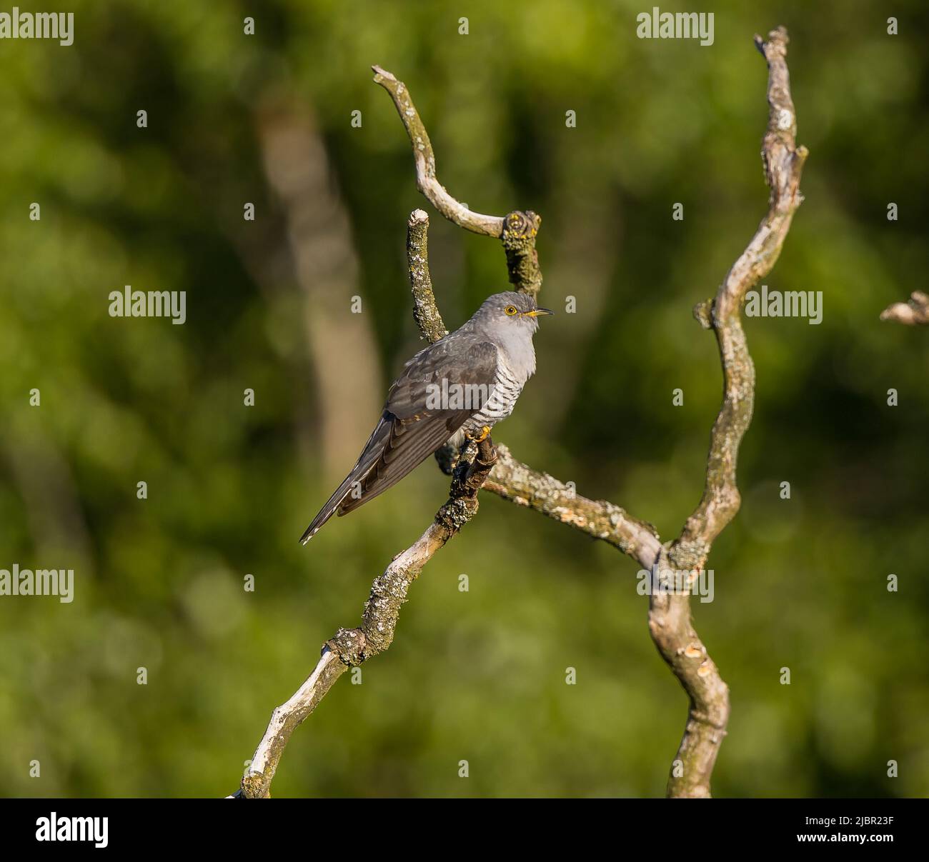 Cuckoo captured on canon r5 hi-res stock photography and images - Alamy