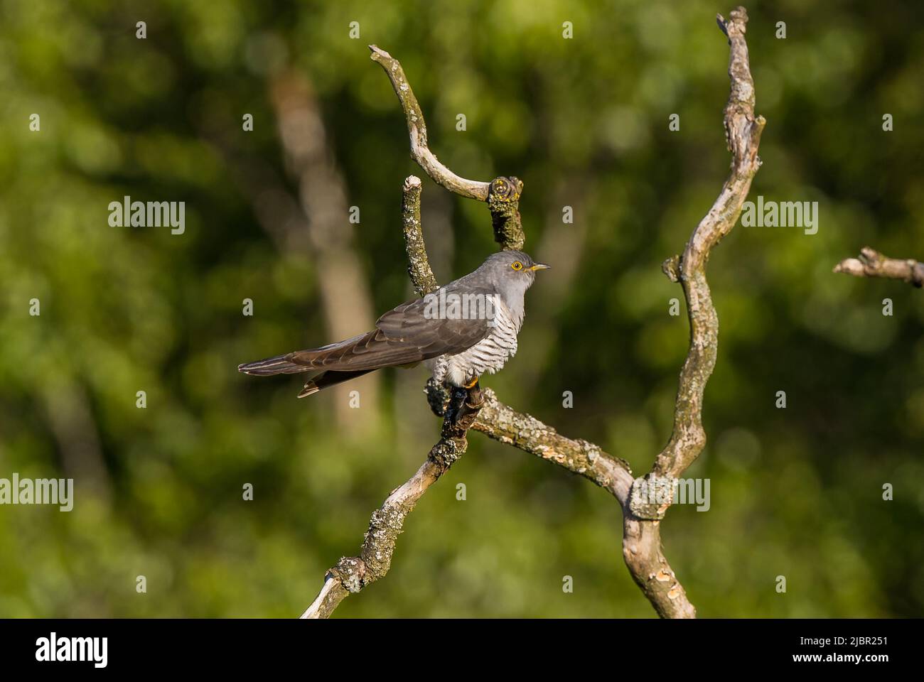 Cuckoo captured at white coppice chorley hi-res stock photography and ...