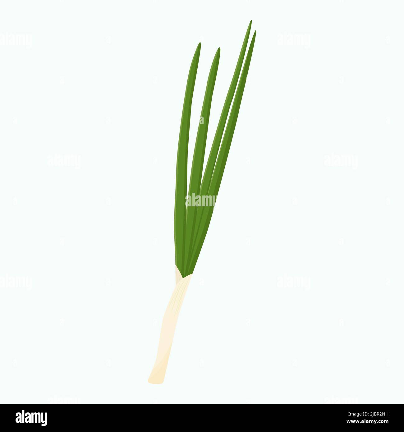 Whole green onion isolated on background. Flat vector illustration ...