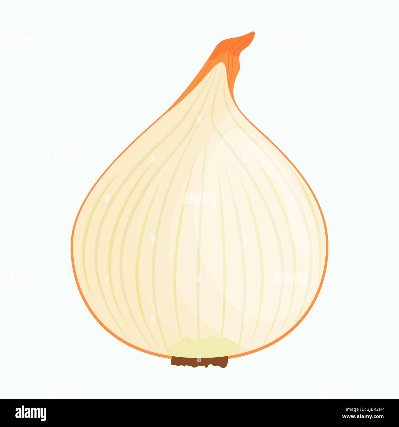 Half of onion isolated on background. Flat vector illustration Stock ...