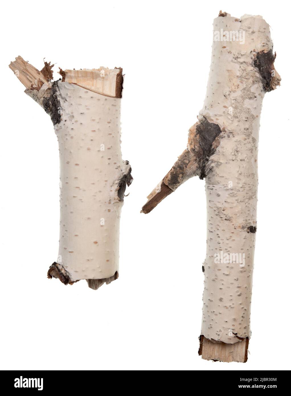 Birch sticks isolated on white background Stock Photo - Alamy