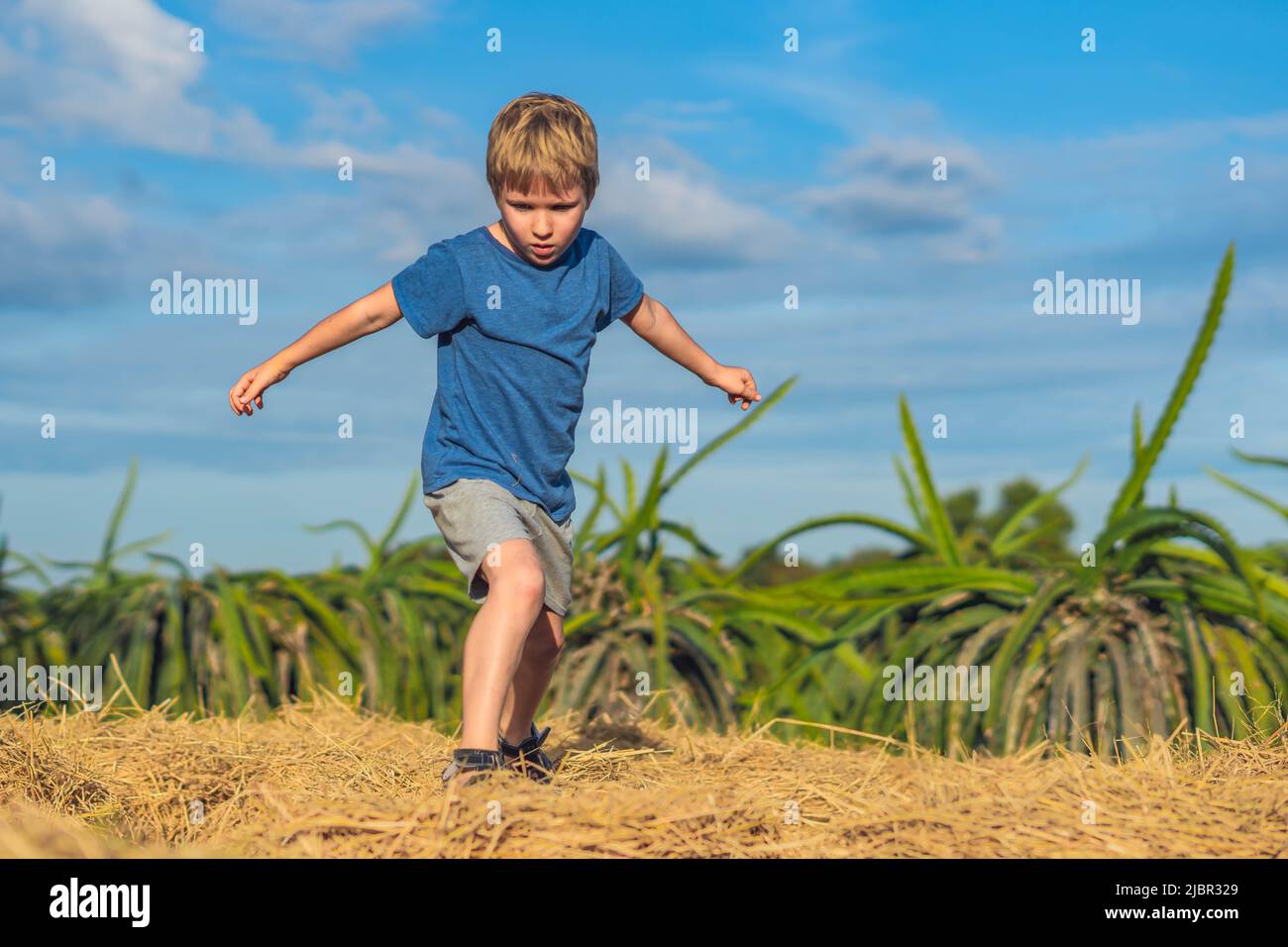 Boy play stand on haystack bales hay, getting ready to jump looking ...