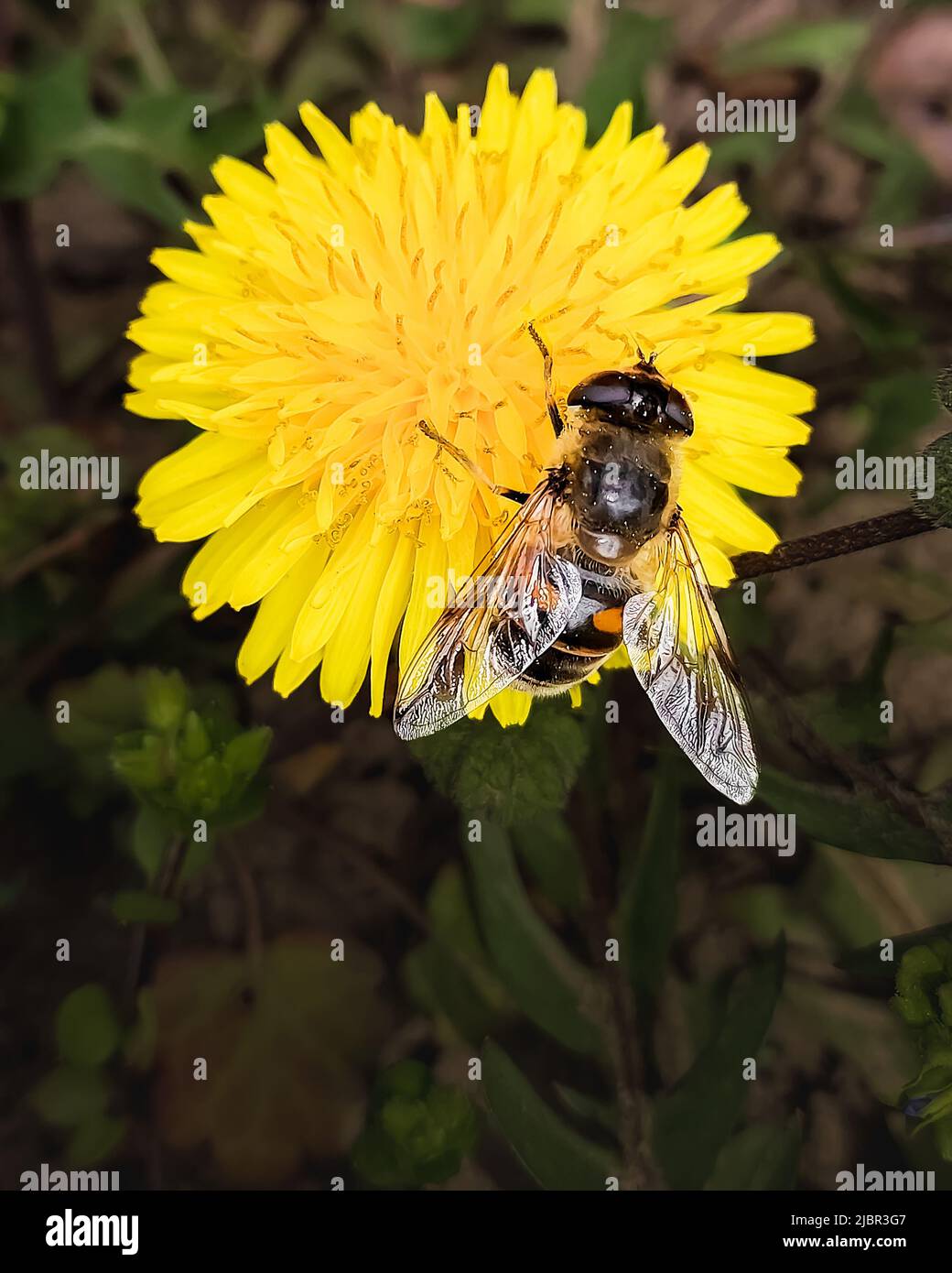 Bee nectar legs hi-res stock photography and images - Alamy
