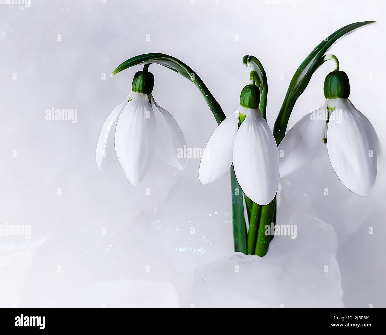 Beautiful early snowdrops in hi-res stock photography and images - Alamy