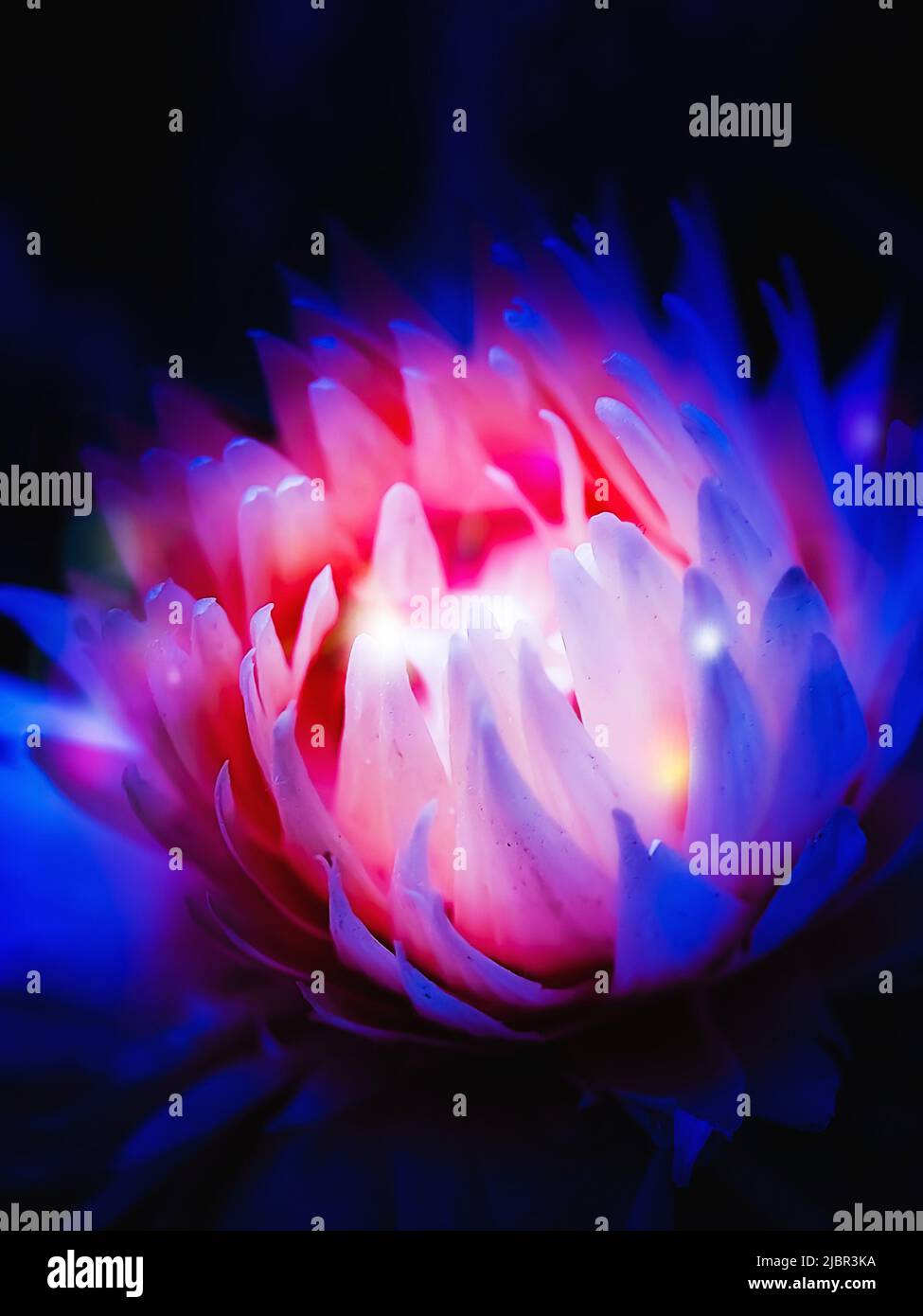 Hot pink cactus flower hi-res stock photography and images - Alamy