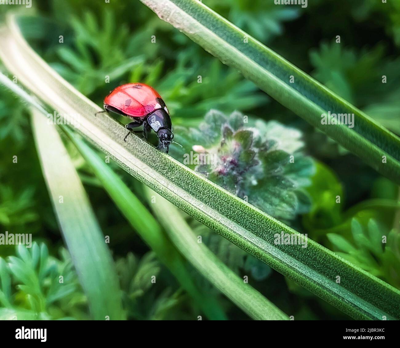 Garden ladybugs hi-res stock photography and images - Alamy