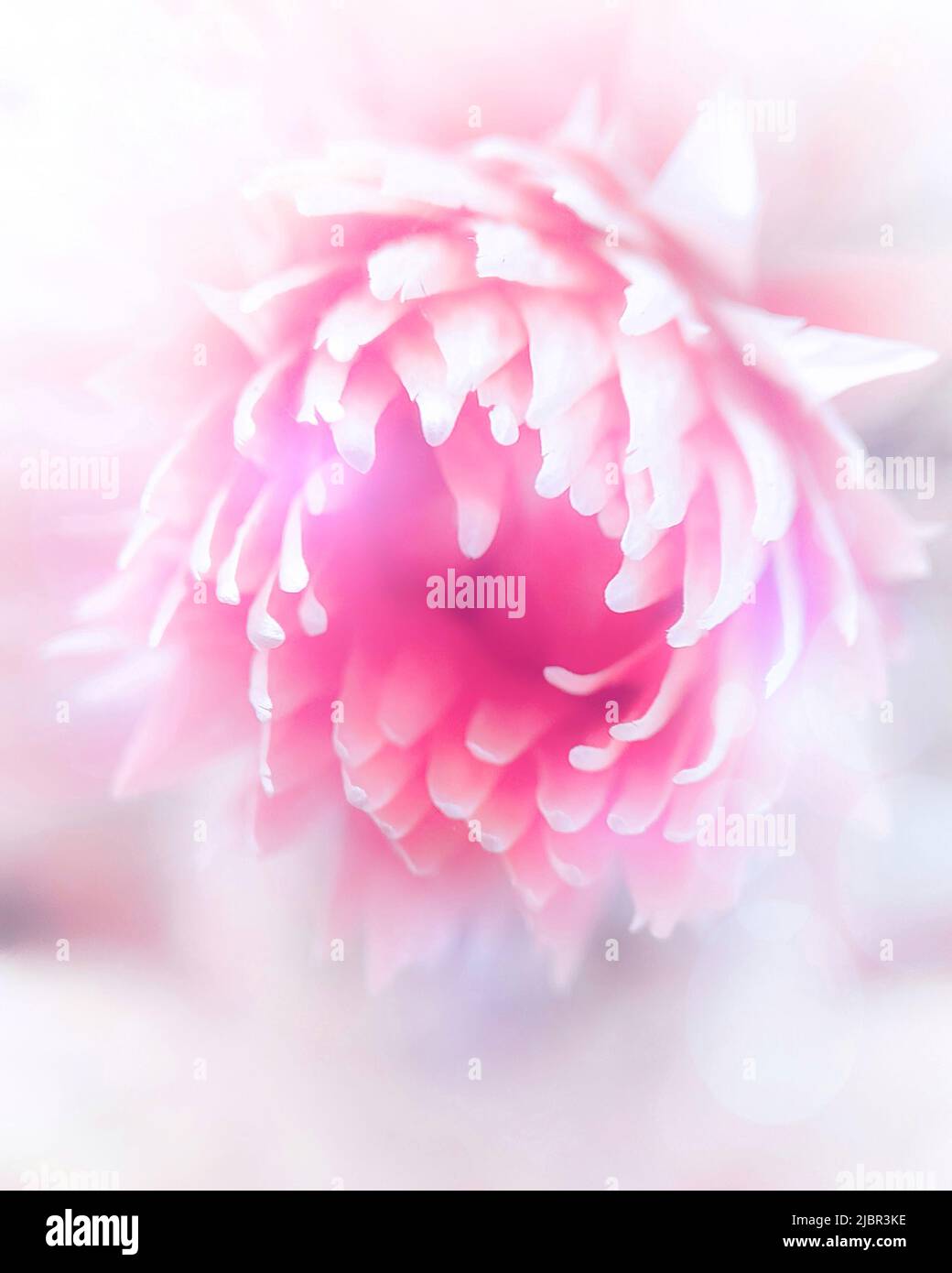 Hot pink cactus flower hi-res stock photography and images - Alamy