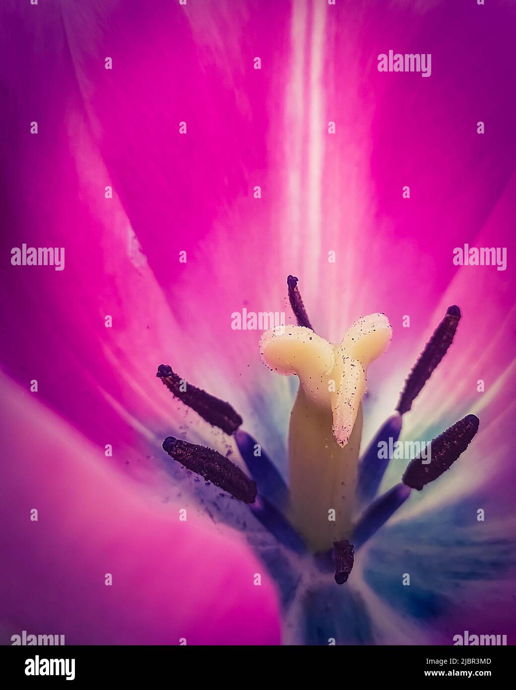 Tulip stamen pistil macro hi-res stock photography and images - Alamy