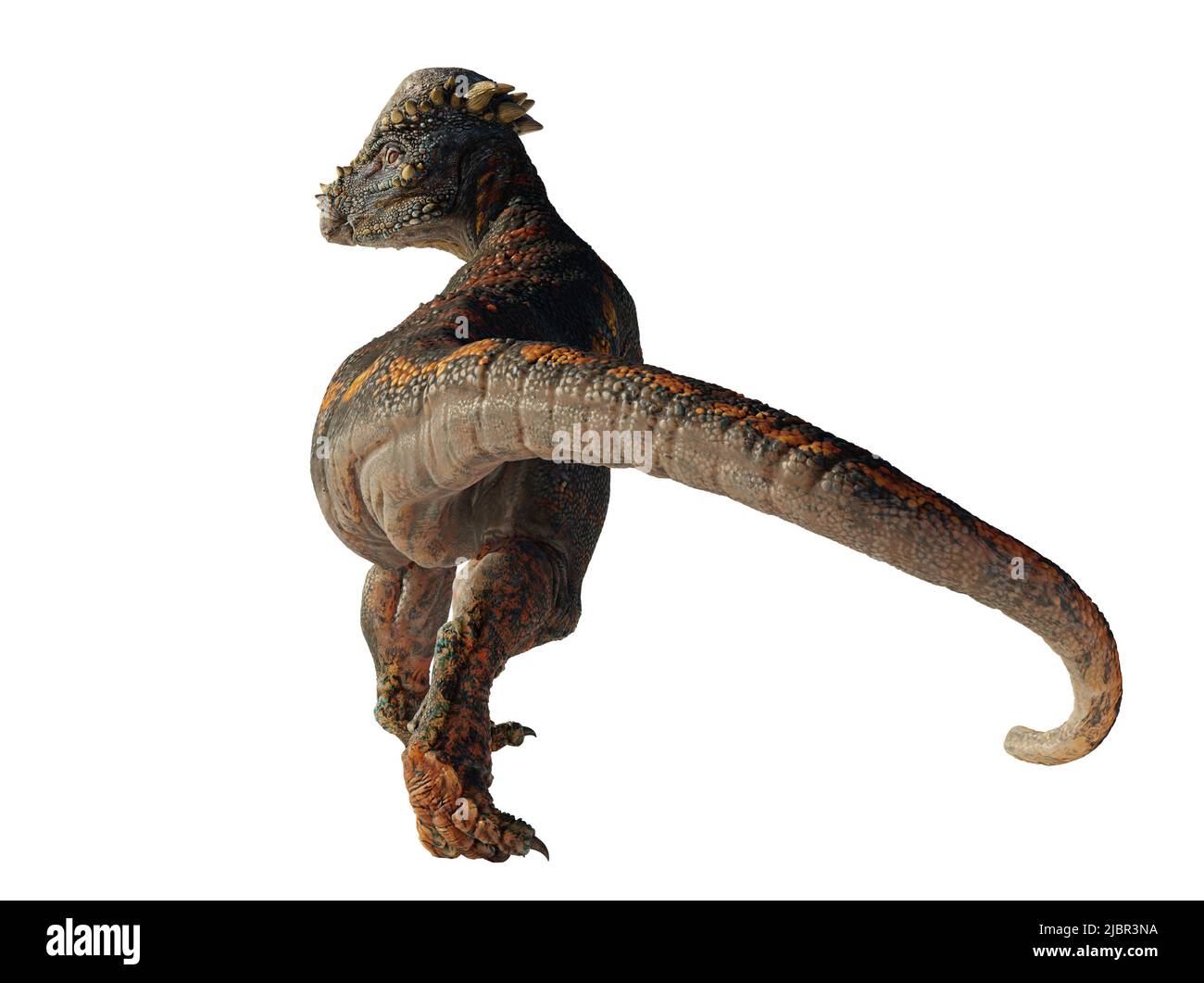 Pachycephalosaurus, dinosaur from the Late Cretaceous period, isolated ...