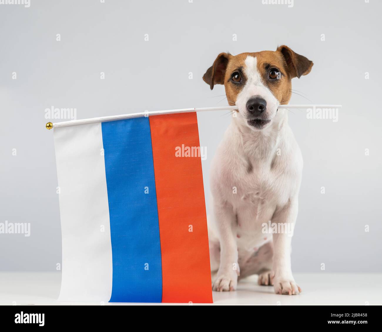 Jack Russell Terrier dog holding a small flag of the Russian Federation ...
