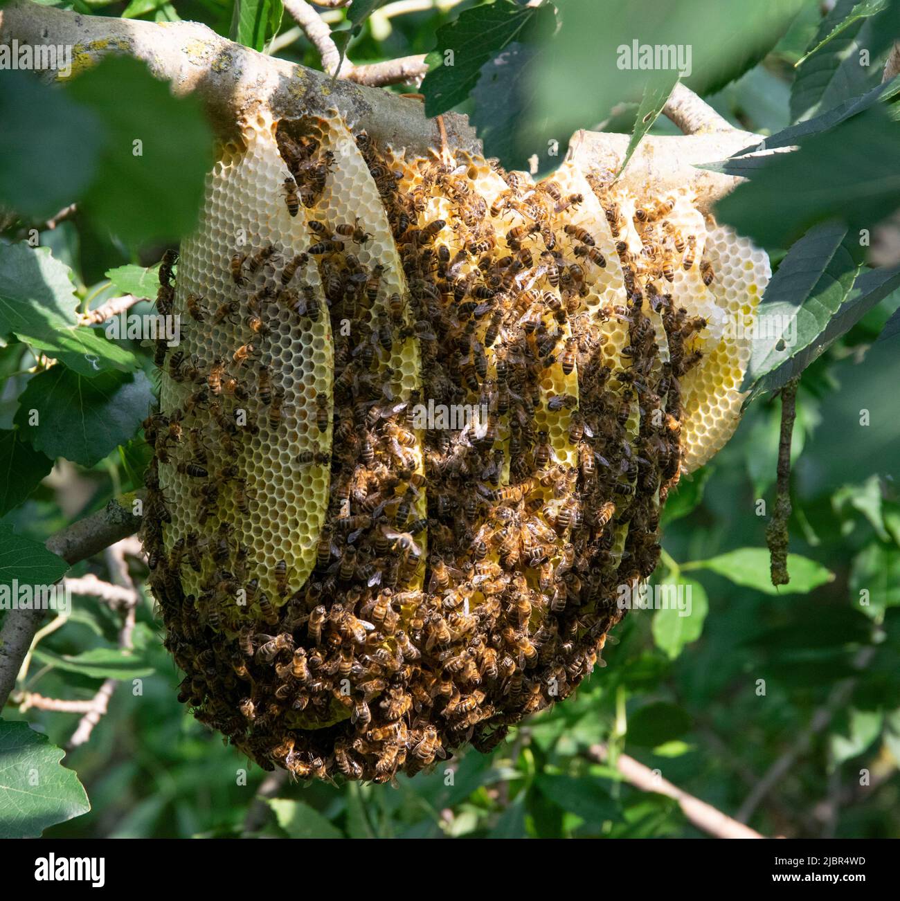 Wild beehive honeycomb tree hi-res stock photography and images - Alamy