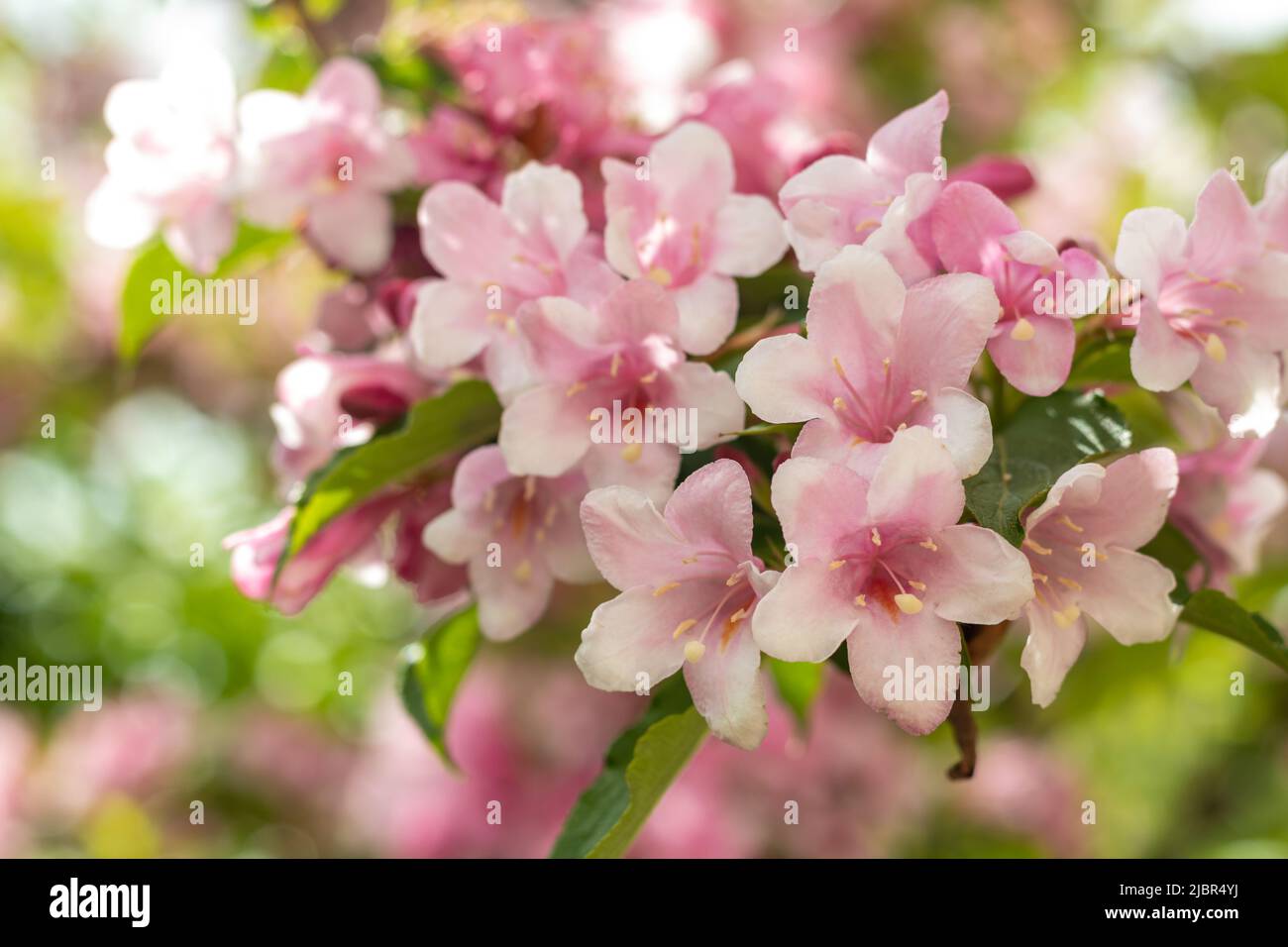 Close-up of Weigela Rosea. Blooming weigela bush in the garden ...