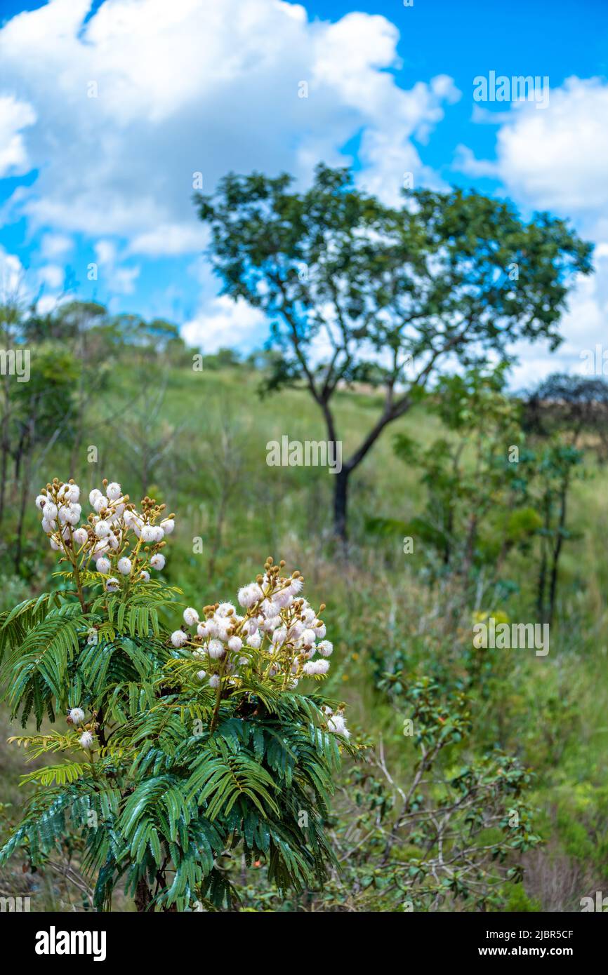 flowering shrubs in the wild Stock Photo - Alamy