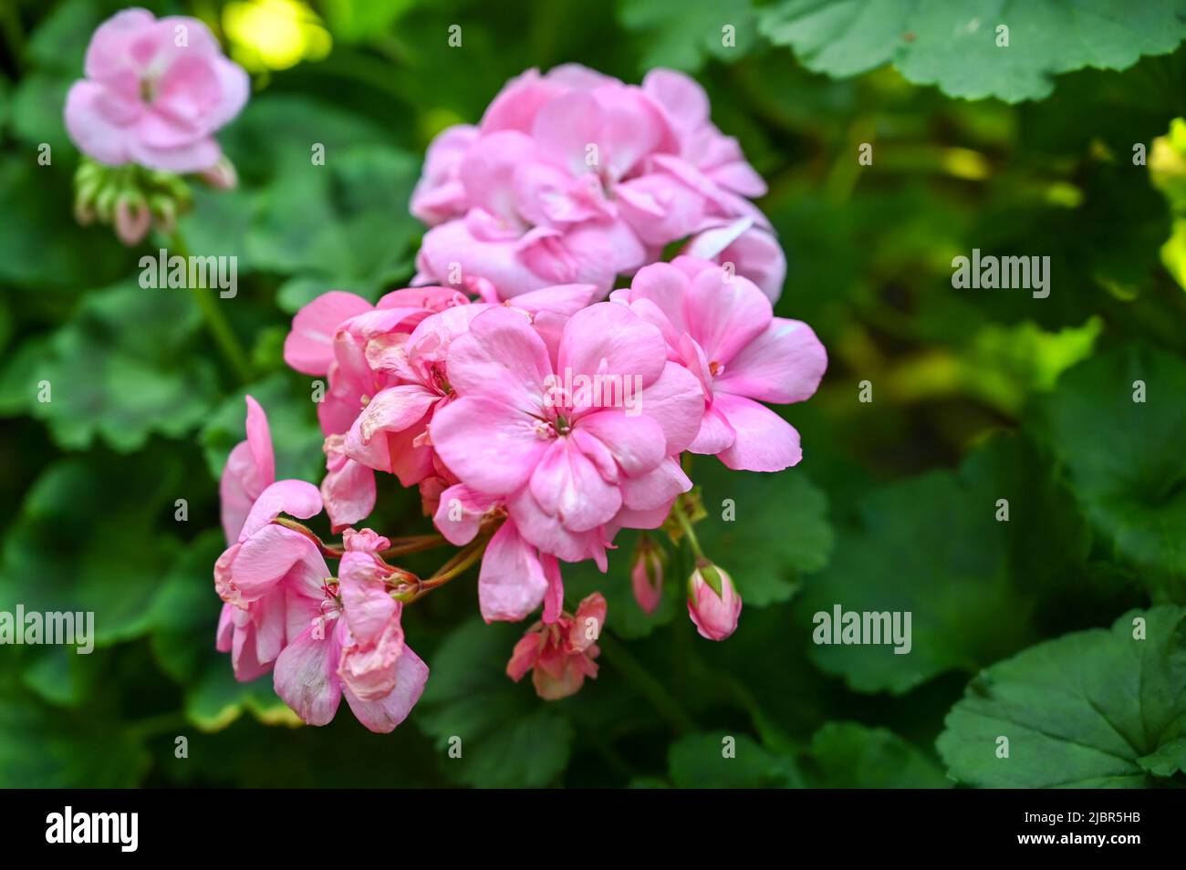 Beautiful Pink Flowers Plant in Garden Stock Photo - Alamy