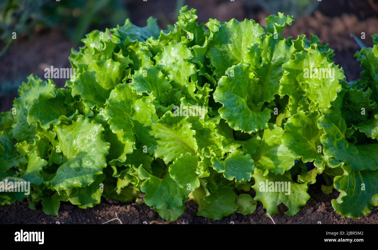 Lettuce leaves grow in open ground Stock Photo - Alamy