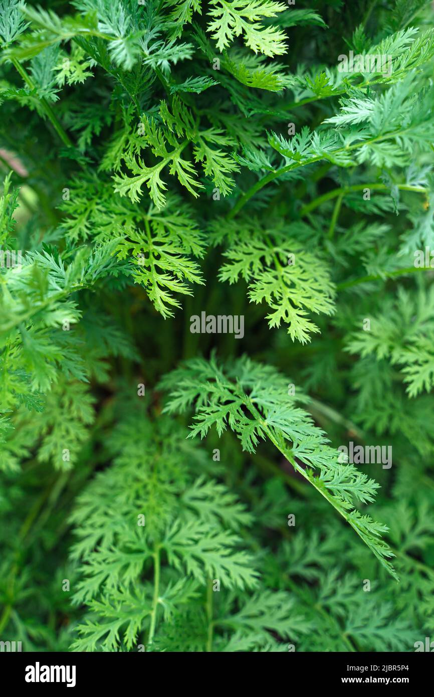 Lush backdrop of green leaves hi-res stock photography and images - Alamy