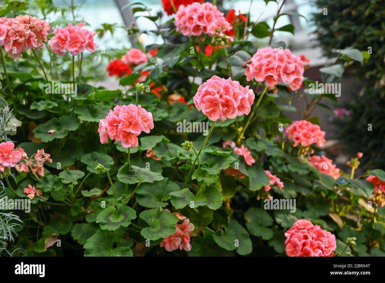 Beautiful Pink Flowers Plant in Garden Stock Photo - Alamy