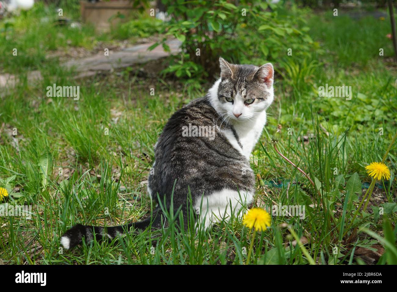 Grey tabby cat sitting on grass near dandelion flowers in the garden ...