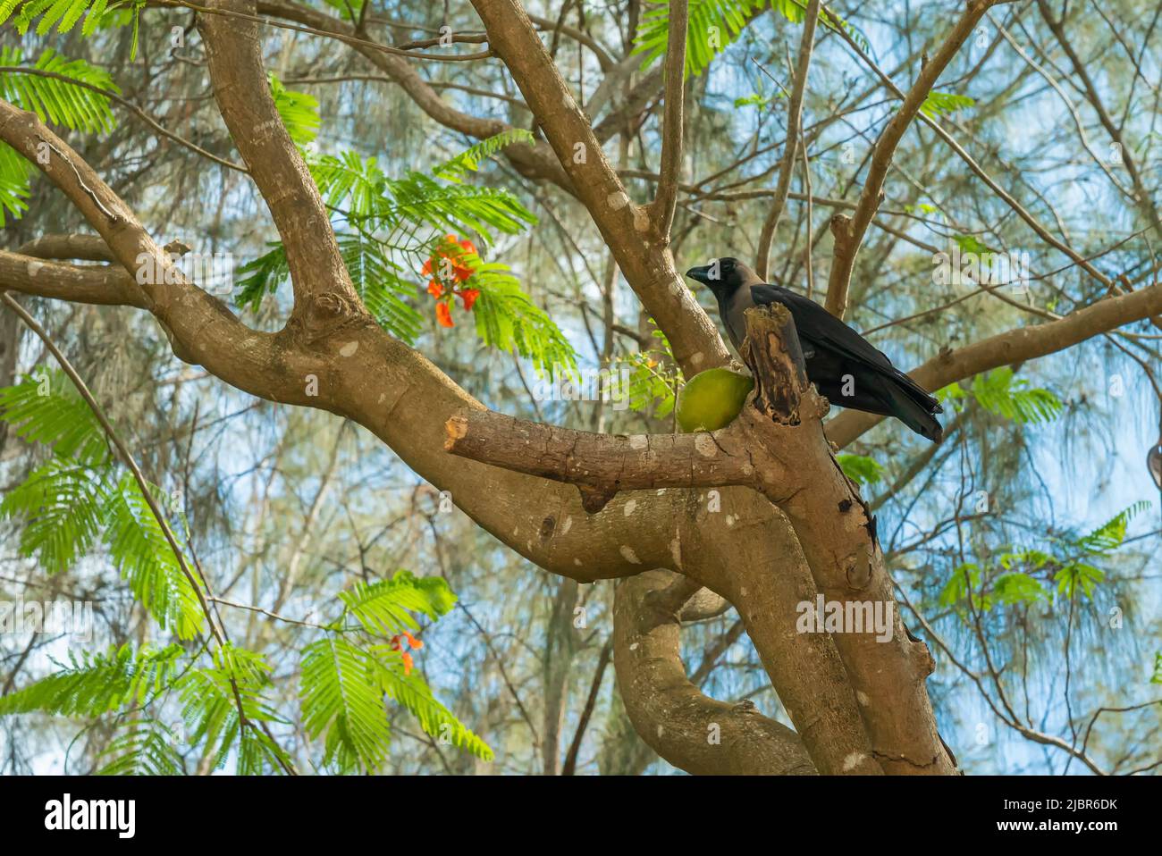 House crow on a tree branch. Zanzibar Tanzania Stock Photo - Alamy