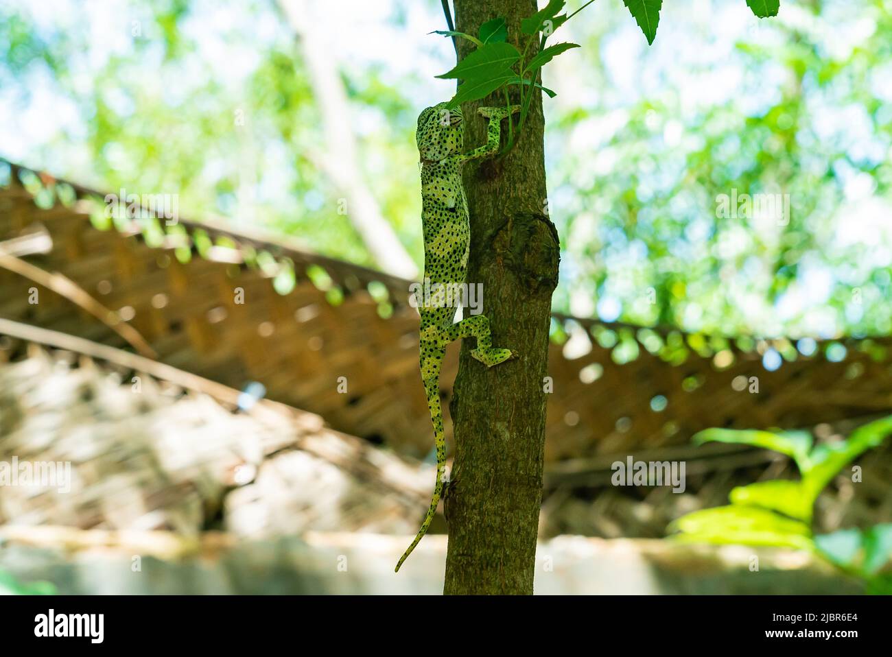 Chameleon climb on the tree. Chameleo on Zanzibar Stock Photo - Alamy