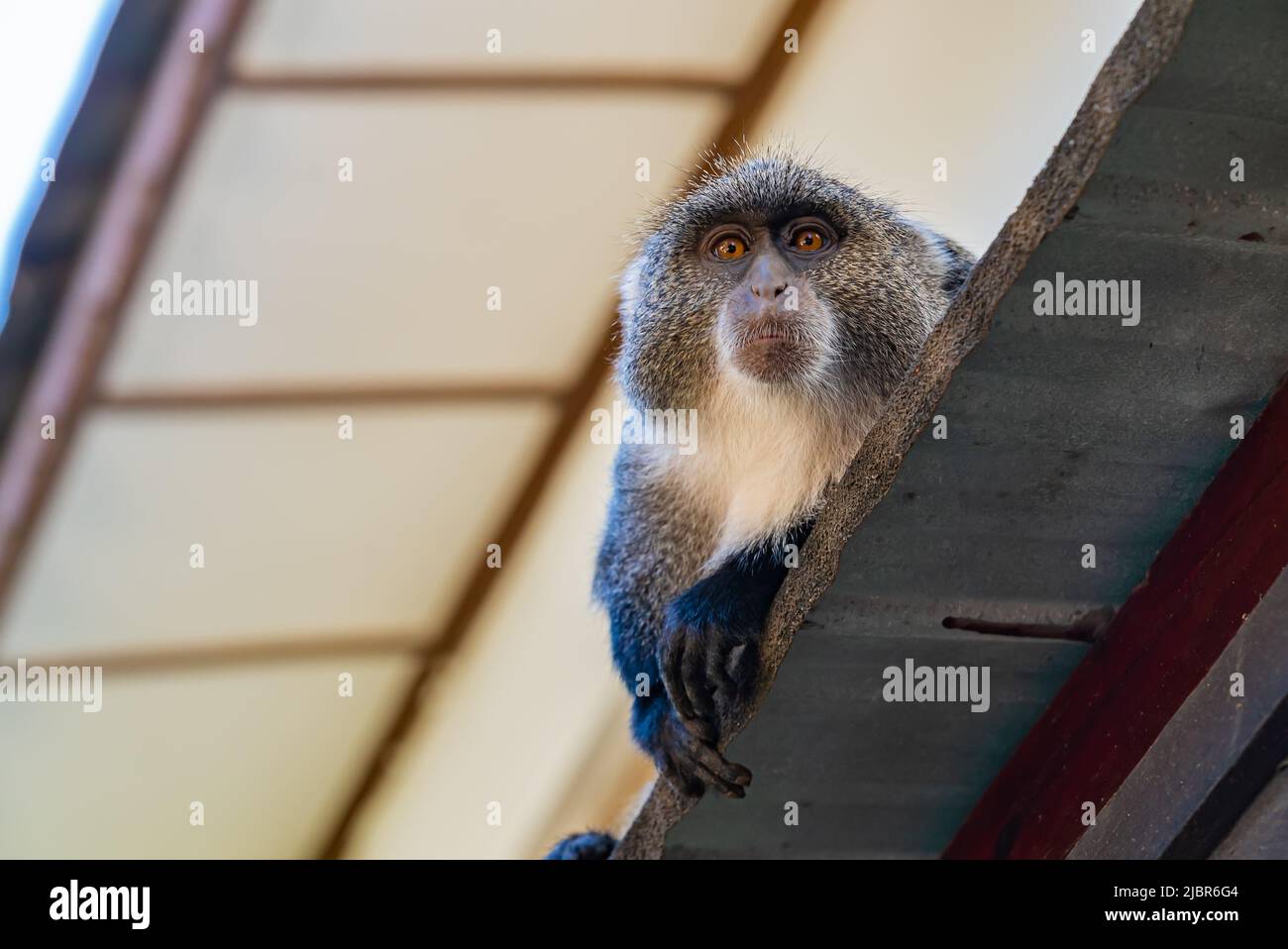 Monkey on a roof of building. Monkey have a rest on a roof Stock Photo ...