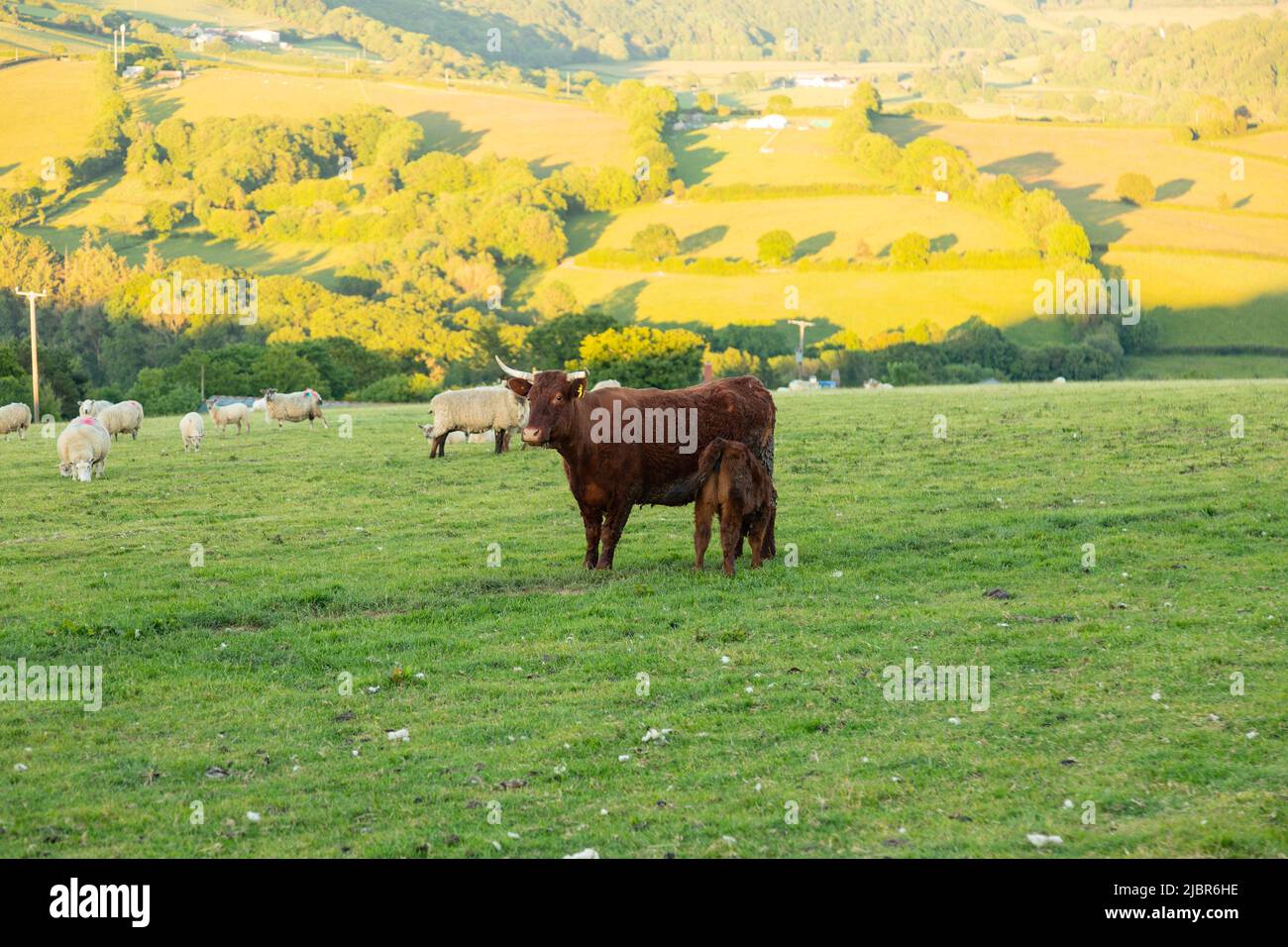 Red Devon cows, High Bickington, Devon, England, United Kingdom Stock ...