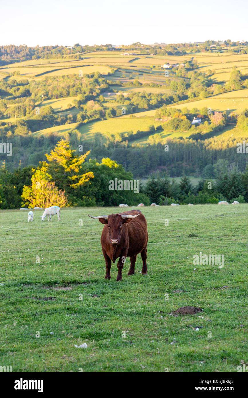 Red devon cow horns hi-res stock photography and images - Alamy