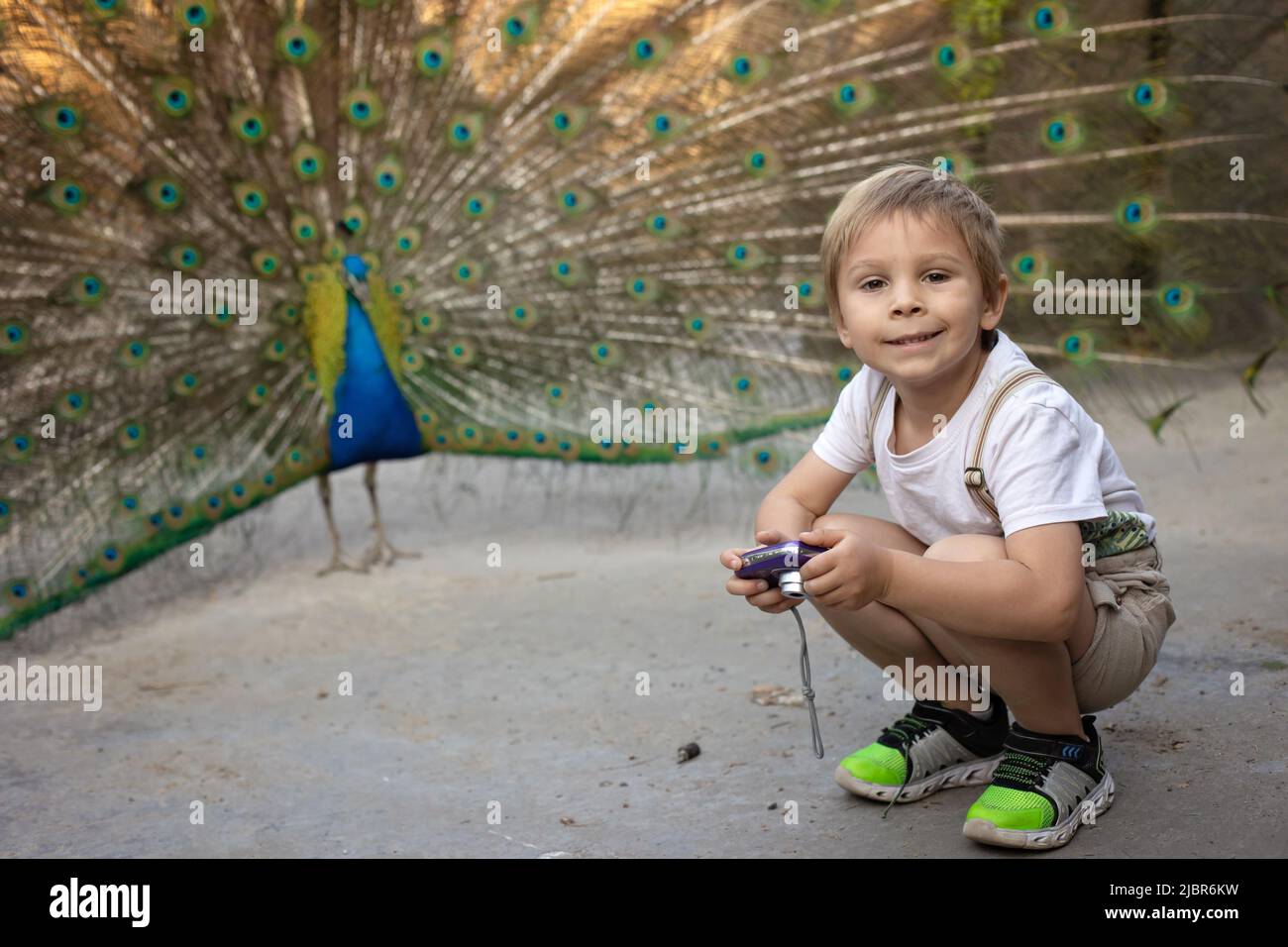 Beautiful Peacock Next To Human Amazon.com: Denozer 3 Piece Canvas