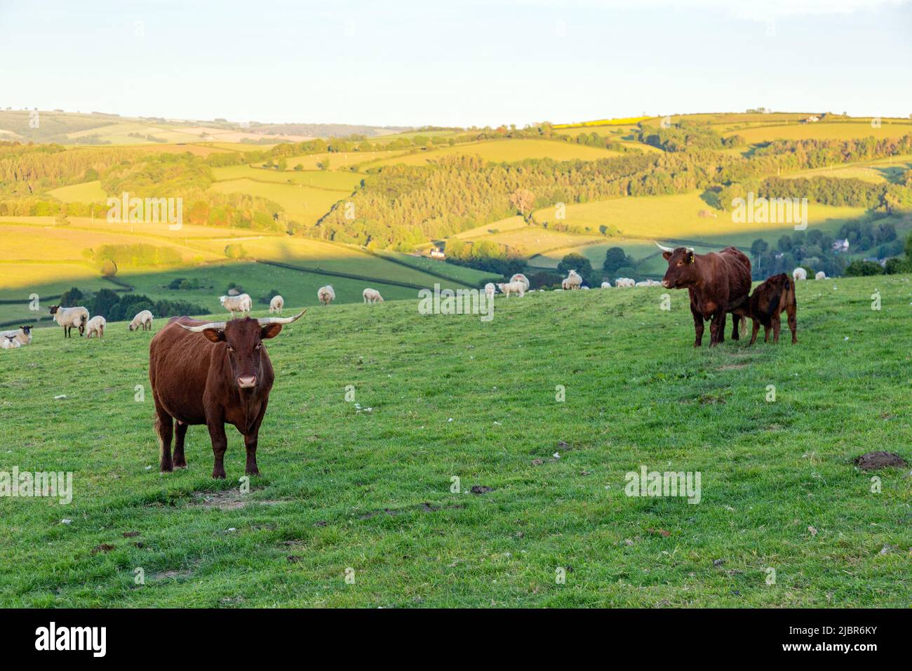 Red Devon cows, High Bickington, Devon, England, United Kingdom Stock ...