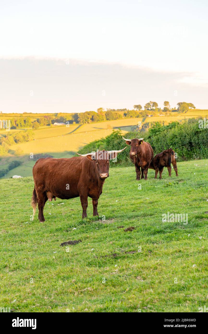 Red Devon cows, High Bickington, Devon, England, United Kingdom Stock ...