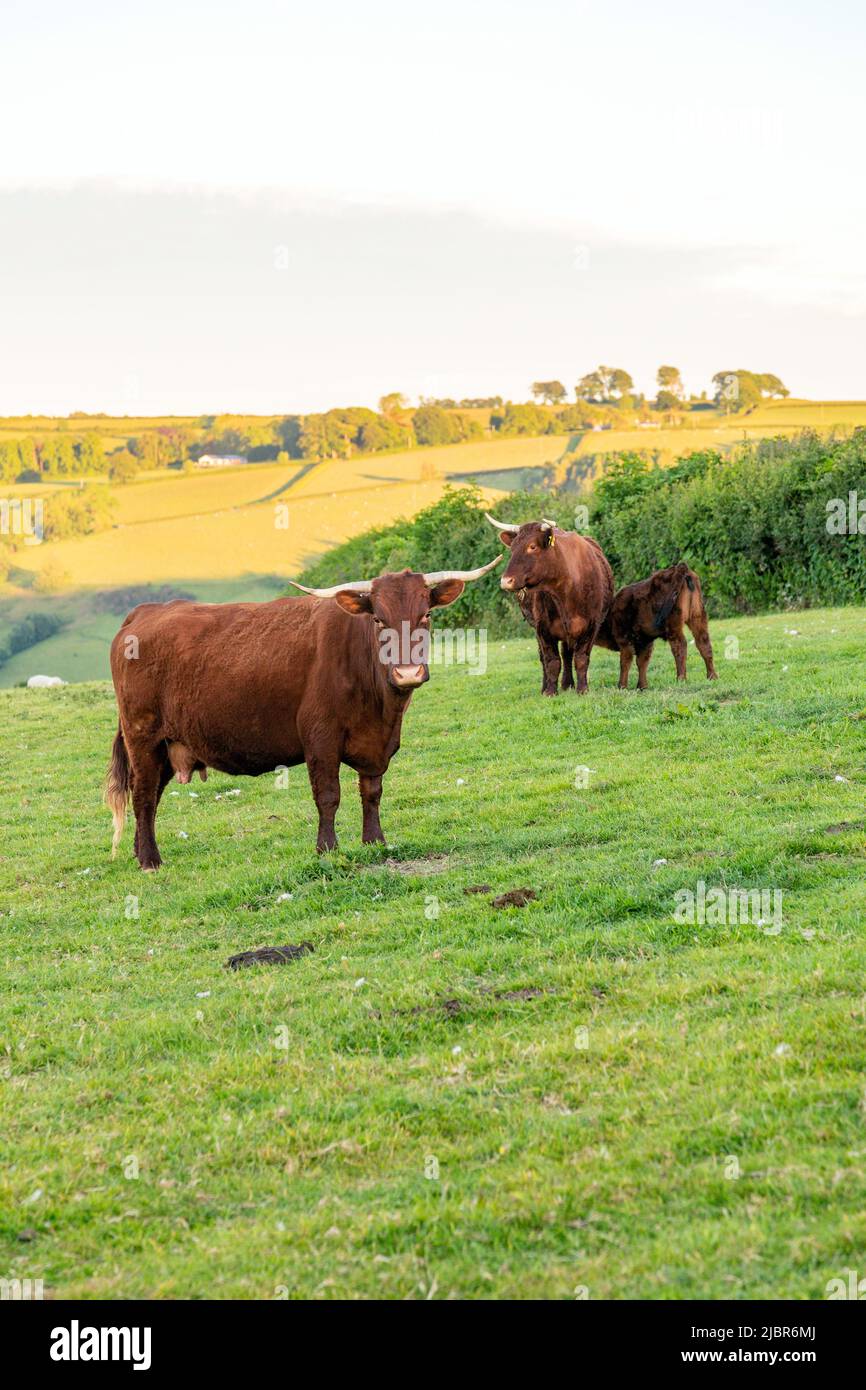 Red Devon cows, High Bickington, Devon, England, United Kingdom Stock ...