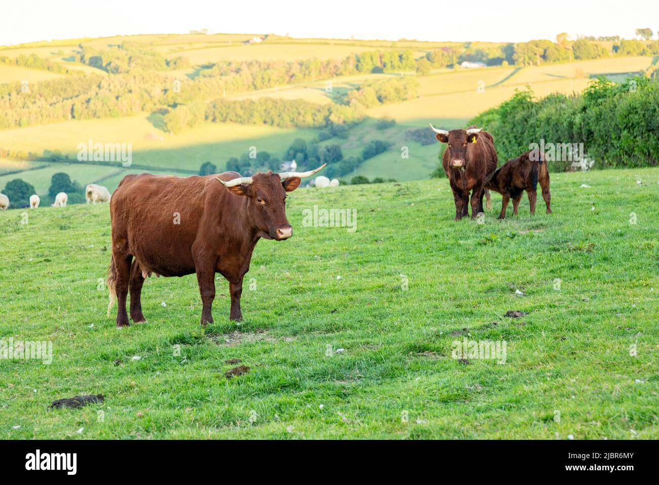 Red Devon cows, High Bickington, Devon, England, United Kingdom Stock ...