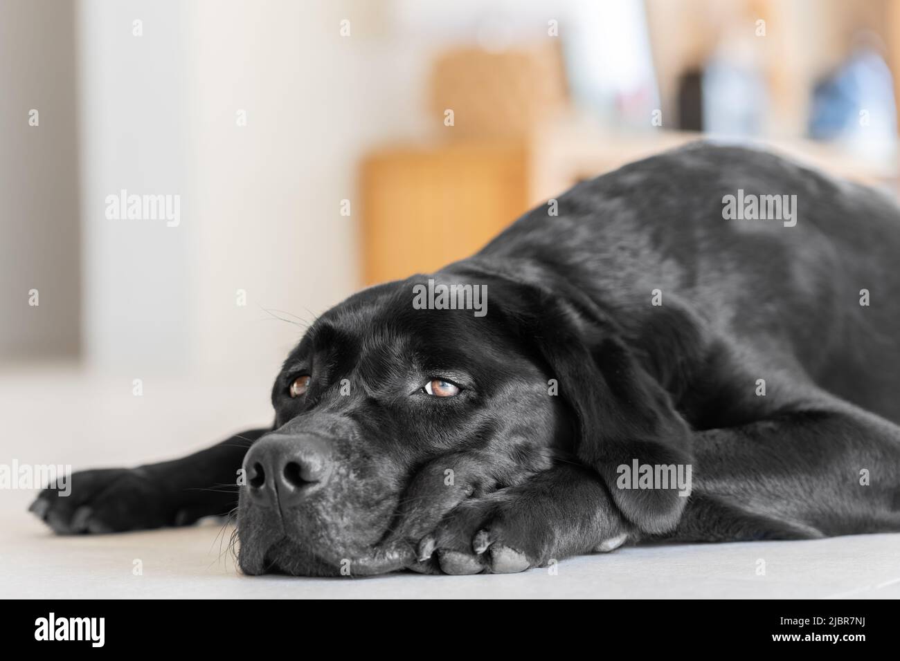 Labrador resting head on paws hi-res stock photography and images - Alamy