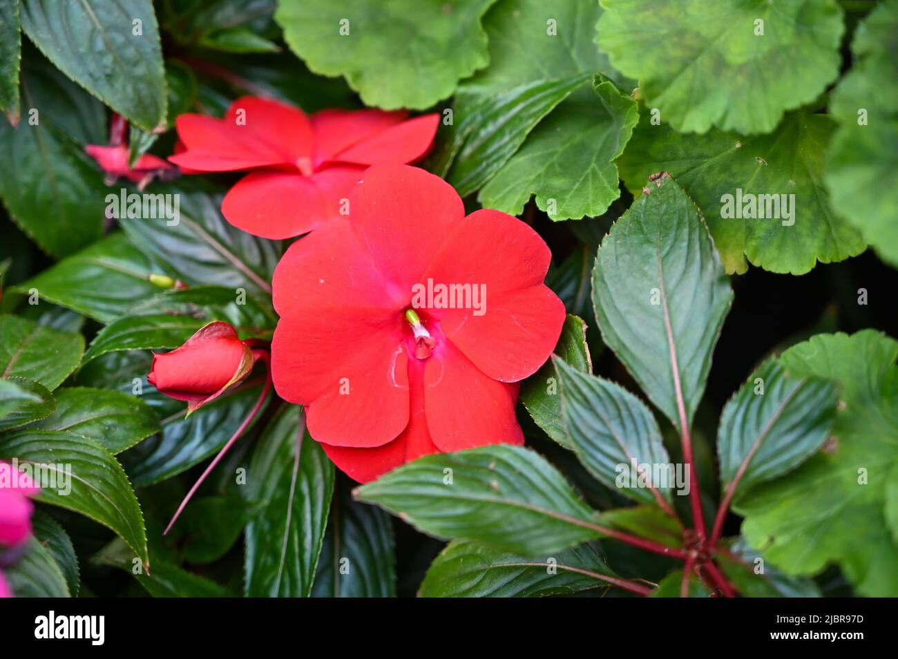 Red flowers plant hi-res stock photography and images - Alamy