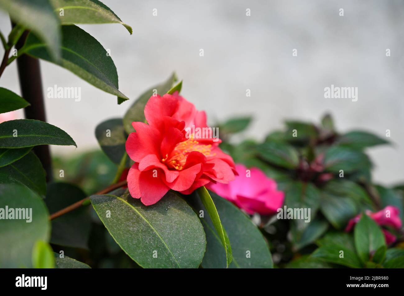 Beautiful red flowers plant hi-res stock photography and images - Alamy