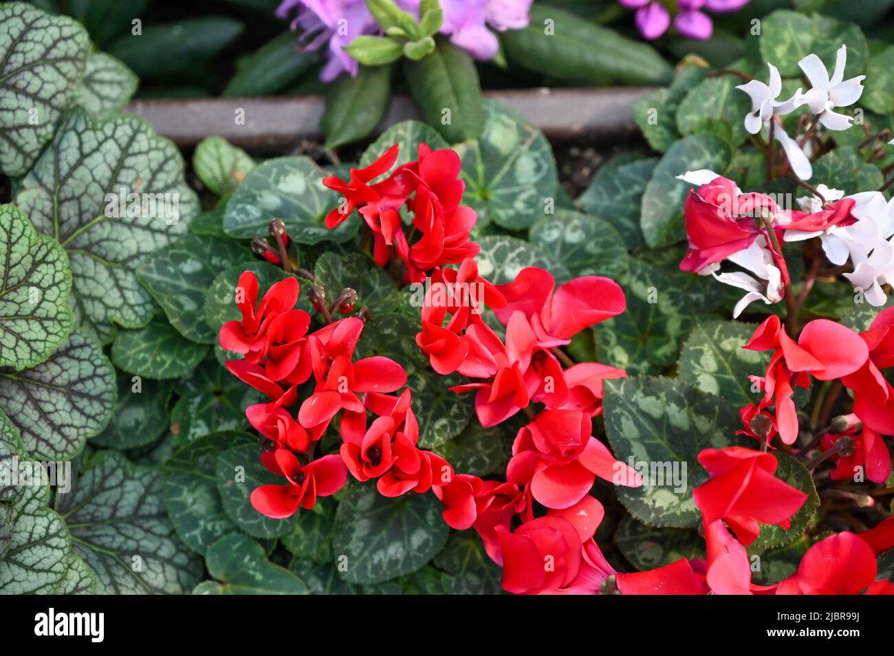 Red flowers plant hi-res stock photography and images - Alamy