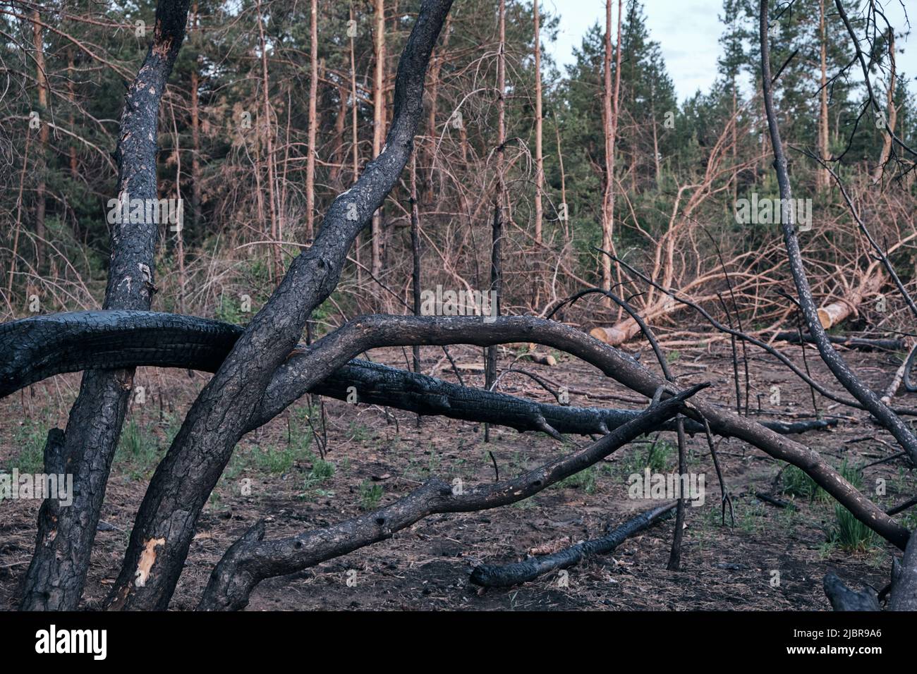Burnt charred dead trees hi-res stock photography and images - Alamy