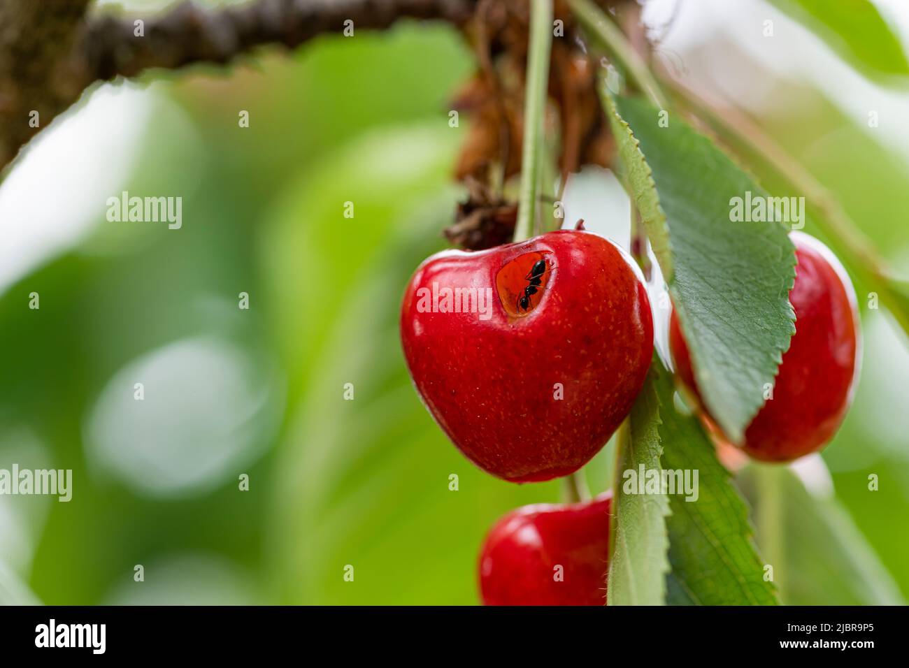 Ant eating a Red cherry from the inside, pest attack Stock Photo - Alamy