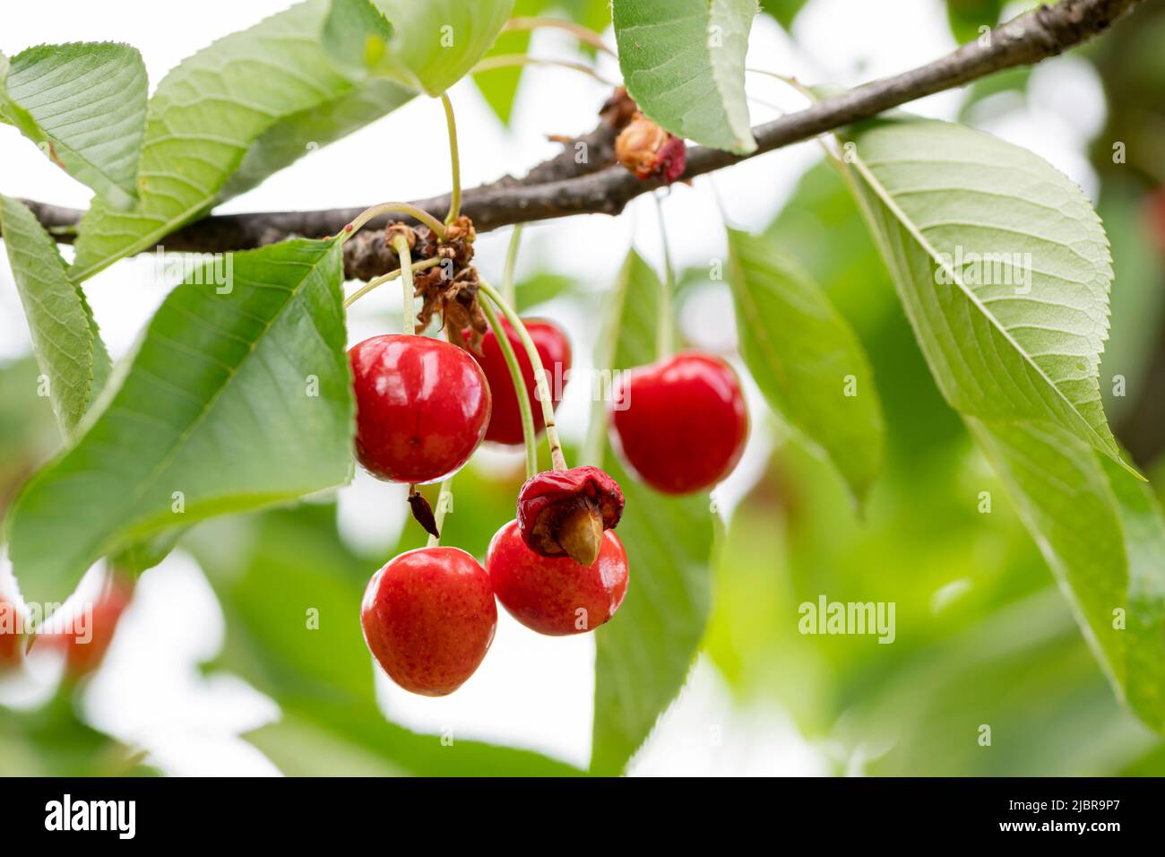 Red cherry on a branch eaten by birds or other animals Stock Photo - Alamy