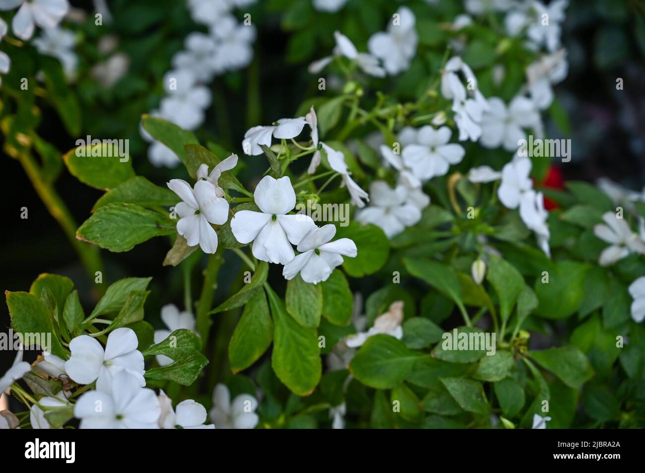 Beautiful White Flowers Plant in Garden Stock Photo - Alamy