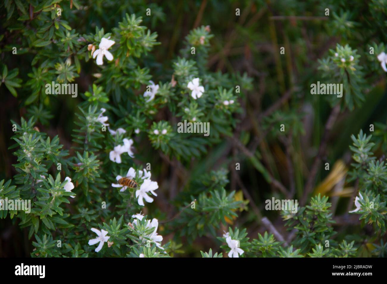 Bush with white flowers and a bee Stock Photo - Alamy