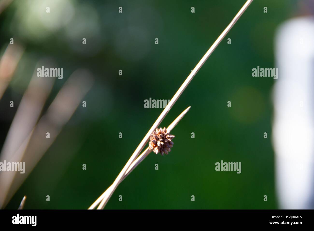 Macro of a seed pod Stock Photo - Alamy