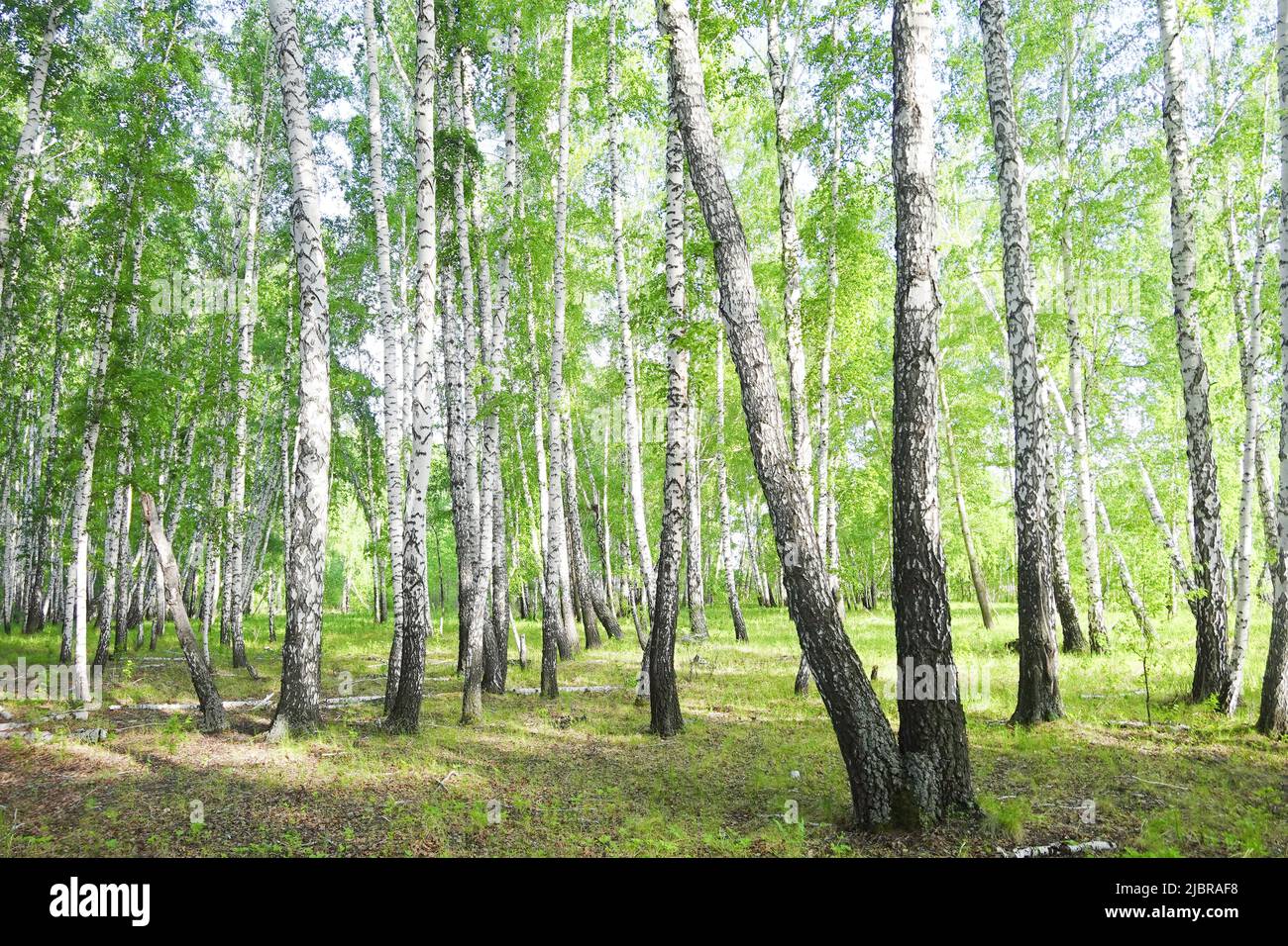 Summer birch trees, forest landscape Stock Photo - Alamy