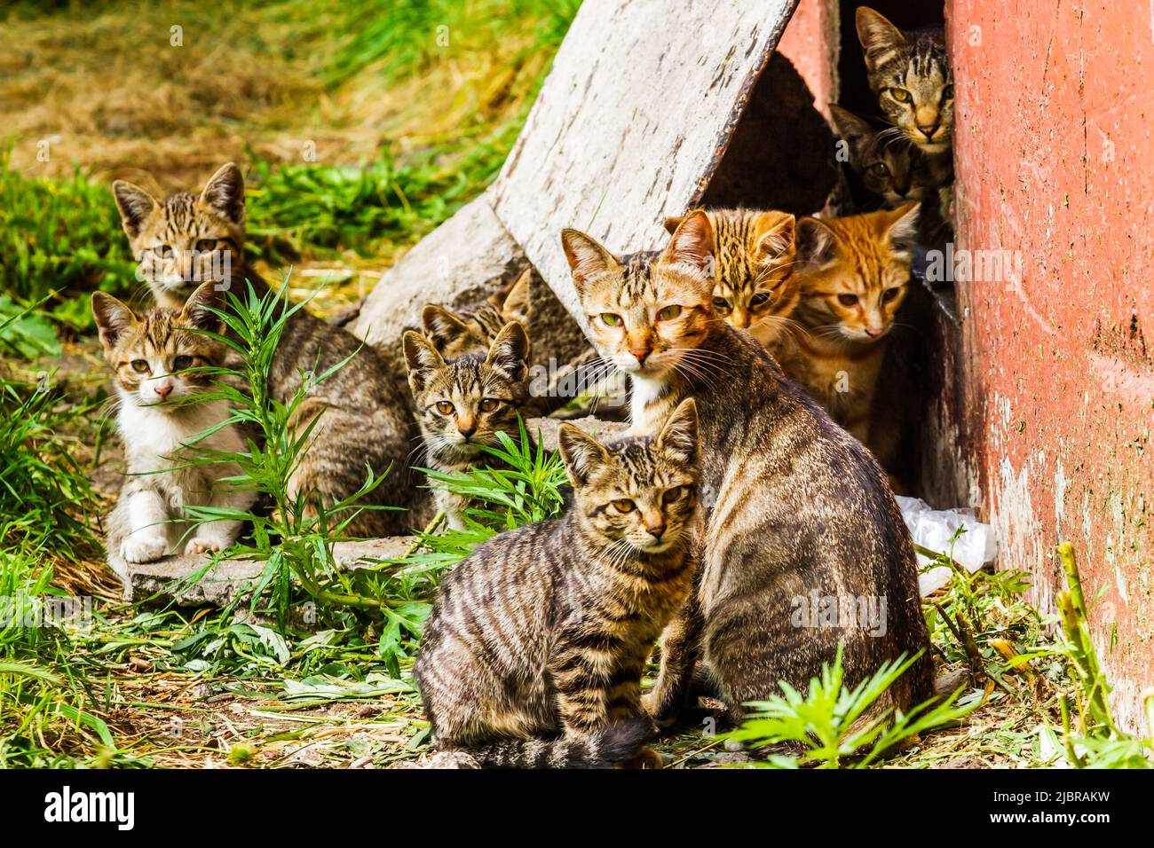 Lot homeless cats sitting together hi-res stock photography and images ...