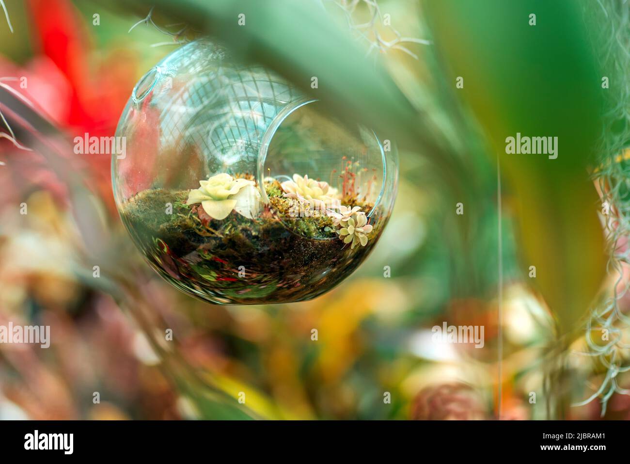 Transparent round florarium with succulents, suspended on a string ...