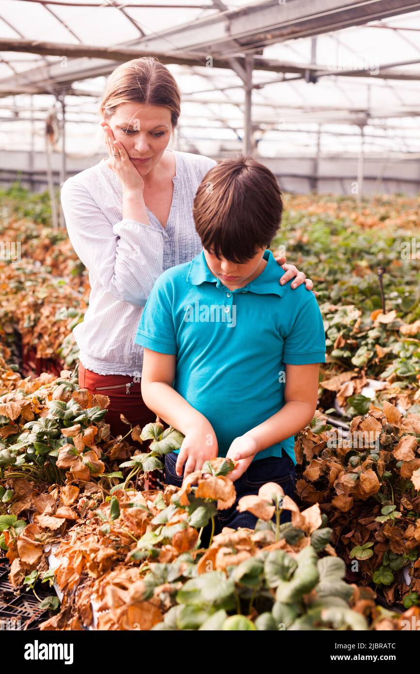 Little boy with mother working with peppermint seedlings in greenhouse ...