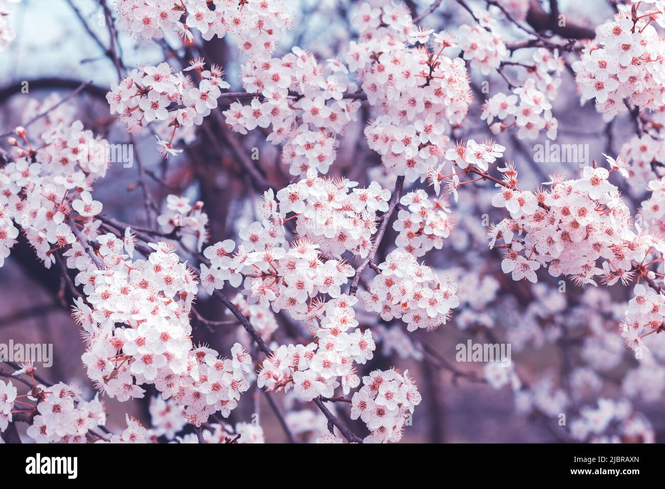 Purple sakura flowers hi-res stock photography and images - Alamy