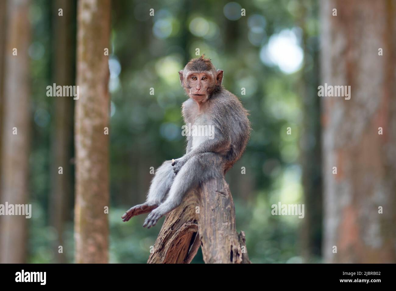 Portarit of adult macaque monkey is sitting on the trunk of a tree, its ...